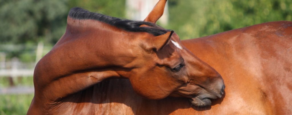 Itchy Horse? – Farr & Pursey Equine