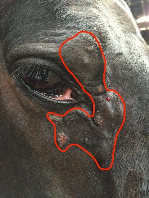 Electrochemotherapy – Farr & Pursey Equine