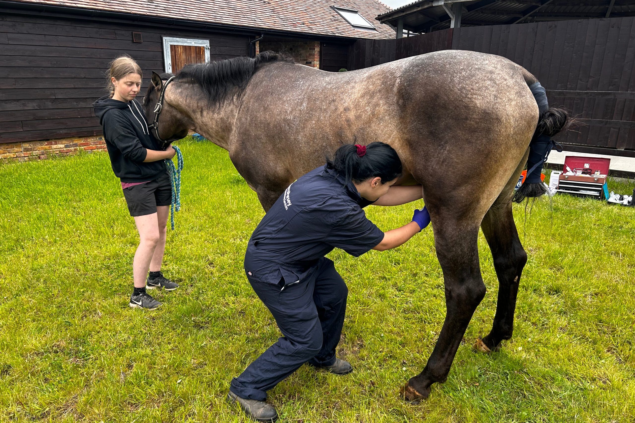 Independent Horse Vets Near Tring, Aylesbury | Castrations